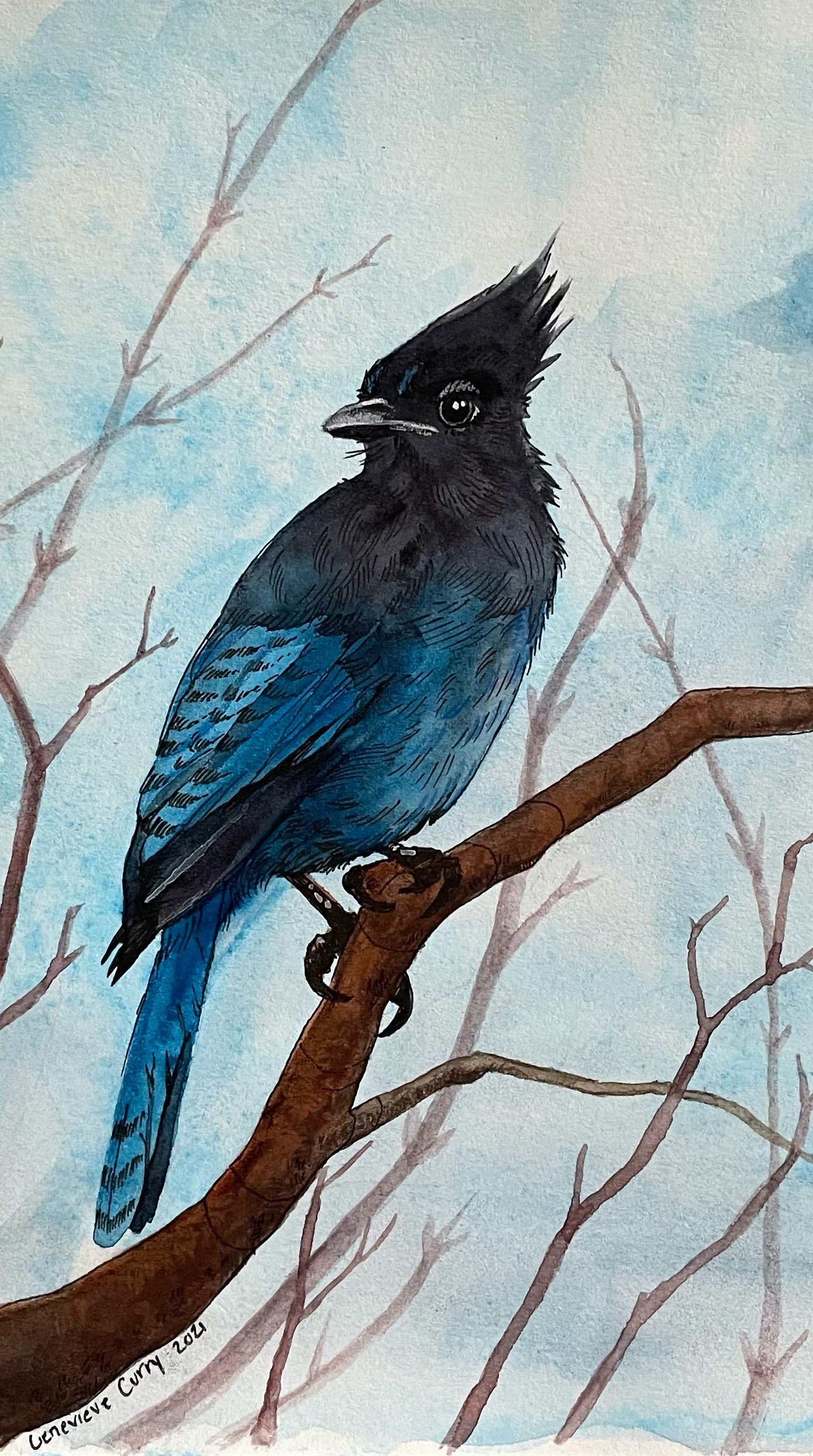 Stellar Jay · Genevieve Curry